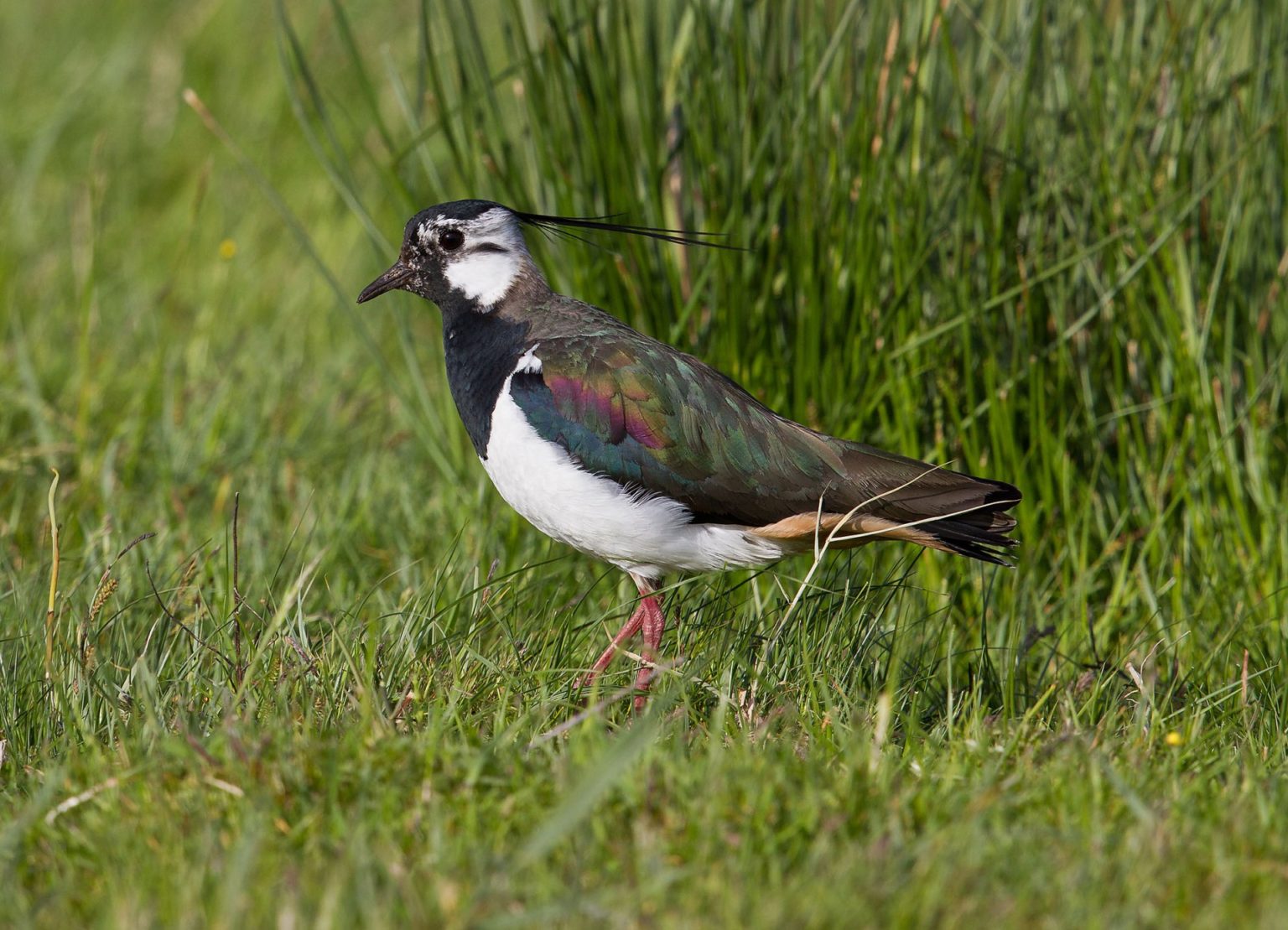 Kiebitz – NABU Leverkusen