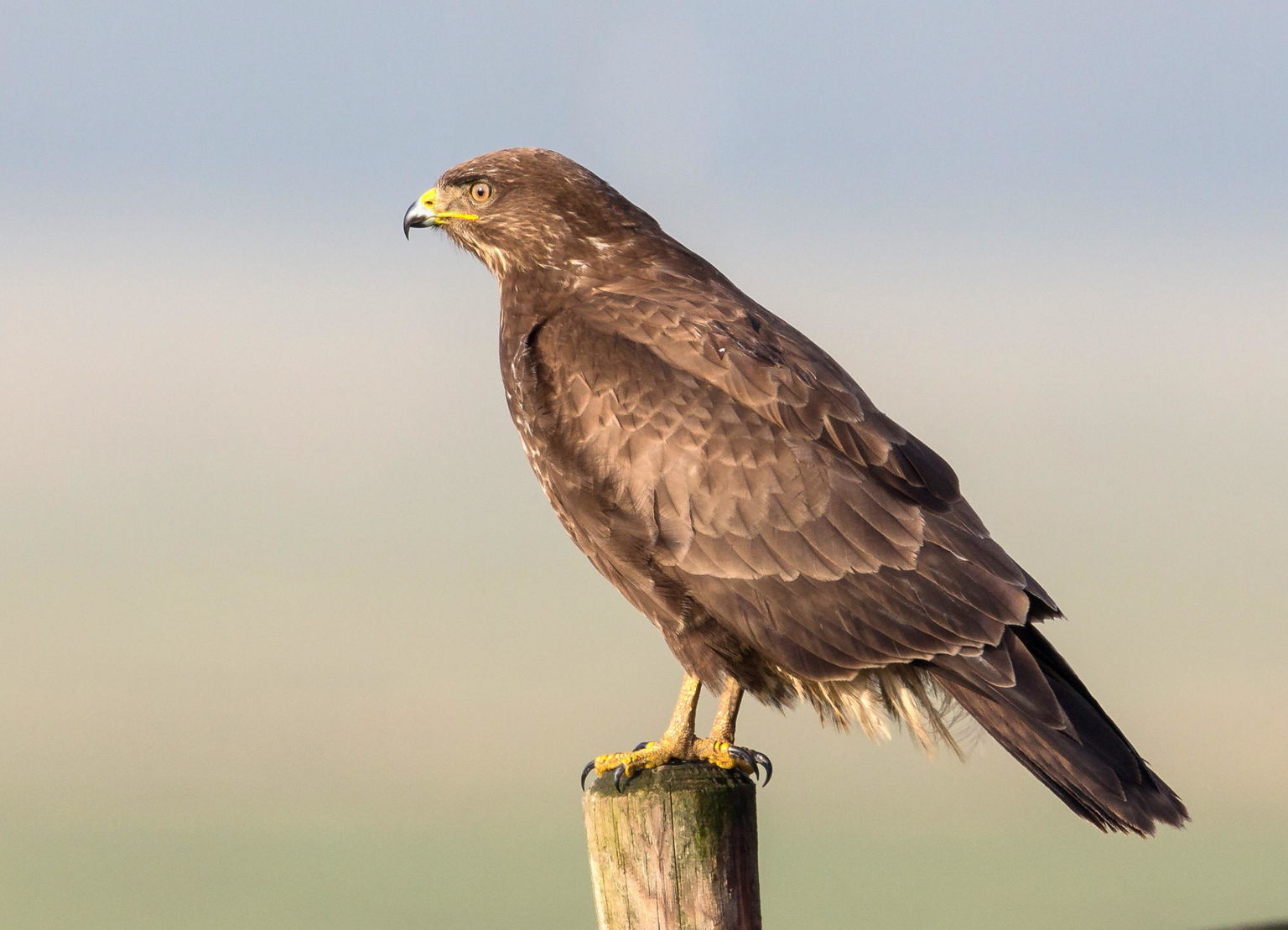 Mäusebussard – NABU Leverkusen