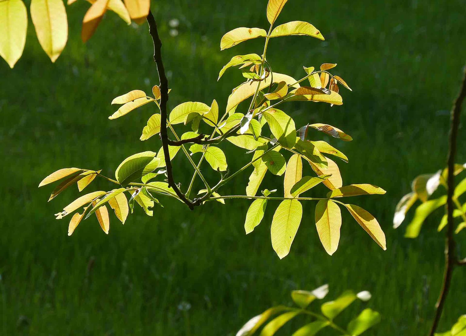 Walnuss – NABU Leverkusen